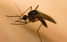 Environmental Health Department Intensifies Malaria Monitoring And ...
