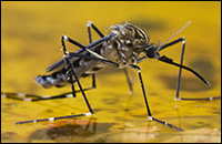 Honorable Luke Browne Addresses Issue Of The Yellow Fever Outbreak In ...